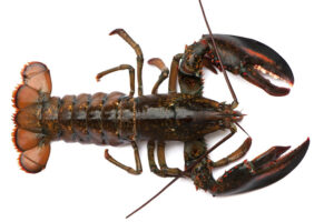 Hummer: richtig zubereiten, richtig zerlegen