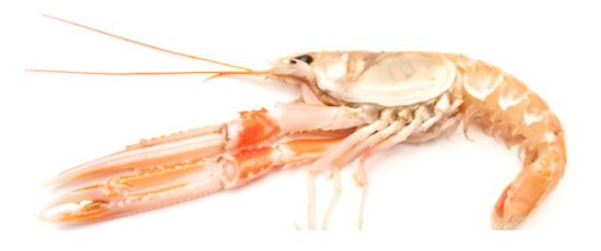 "Who is who" der Krustentiere. Scampi, Krabben, Hummer & Co