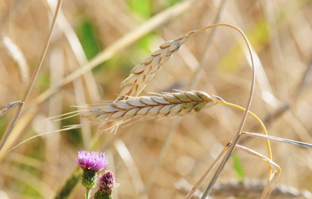 Emmer – Schweizer Urweizen als Allroundtalent