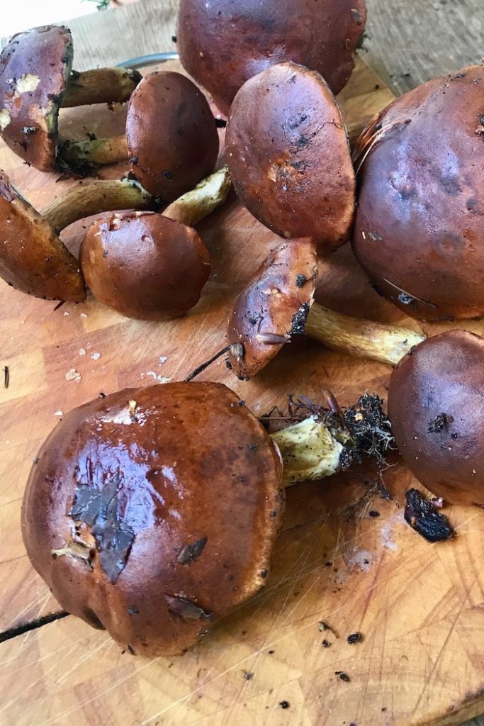 Pilze - Tipps fürs Suchen und Zubereiten - FOODHUNTER