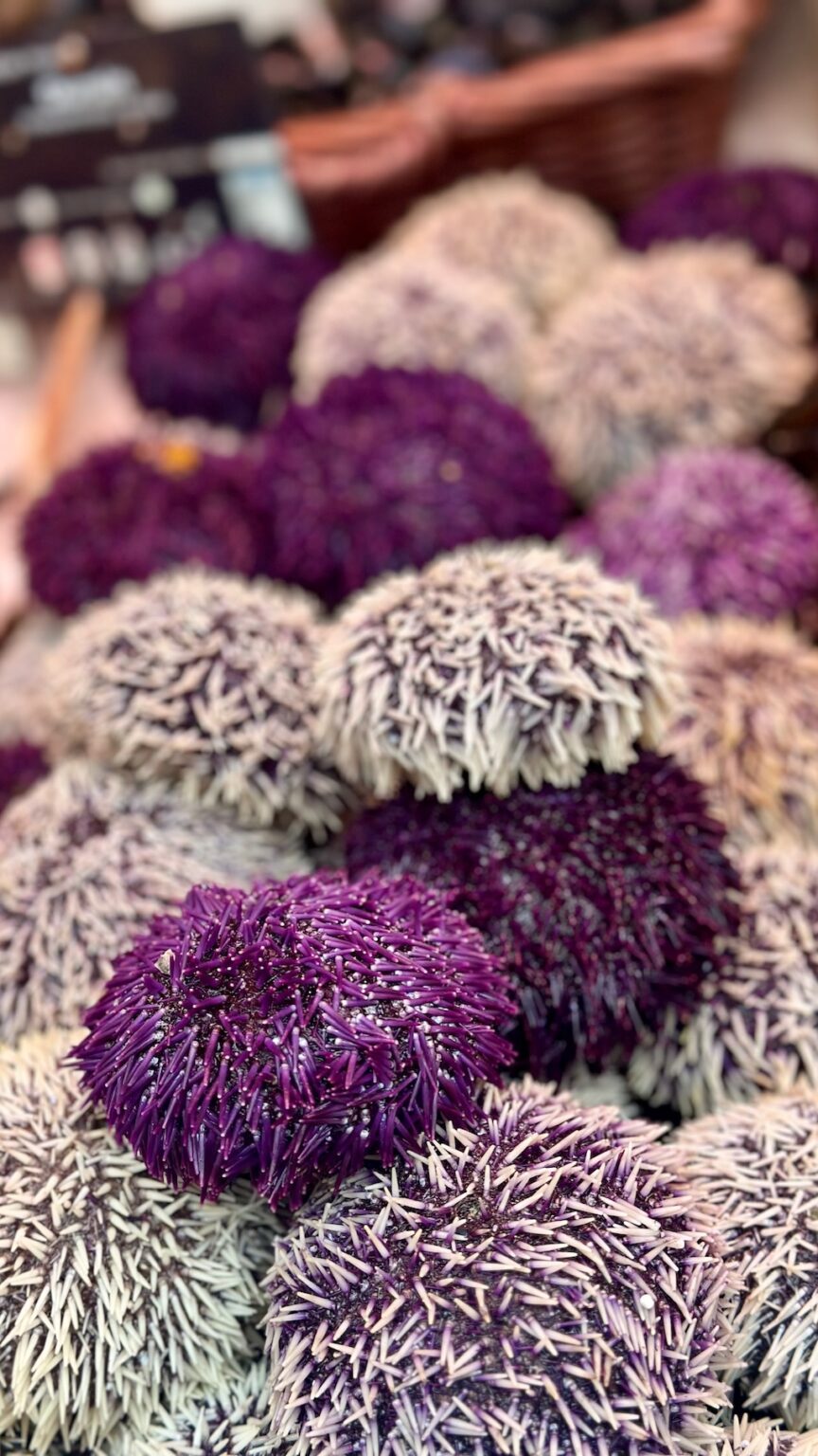 Süß, nicht fischig. So schmeckt Seeigel - FOODHUNTER